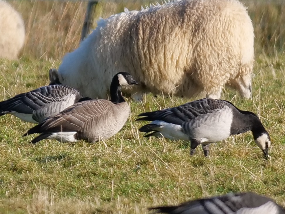 Richardson's Cackling Goose by Steve Percival - BirdGuides