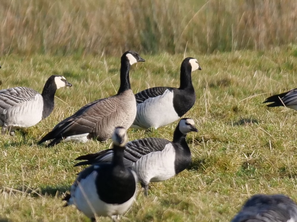Richardson's Cackling Goose by Steve Percival - BirdGuides