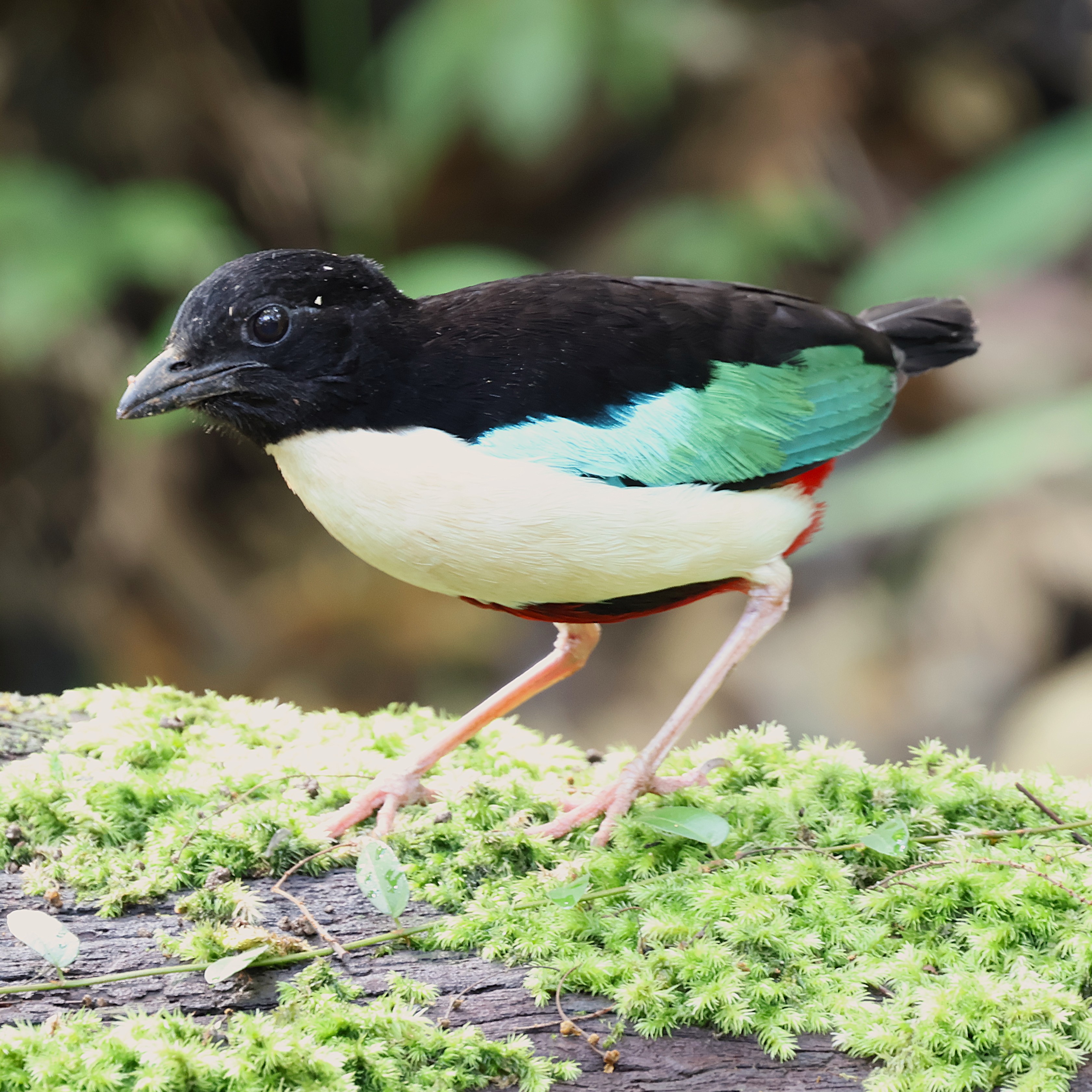 Ivory-breasted Pitta by Phil Ellis - BirdGuides