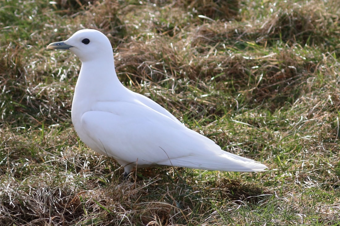 Ivory Gull by Bruce Kerr - BirdGuides