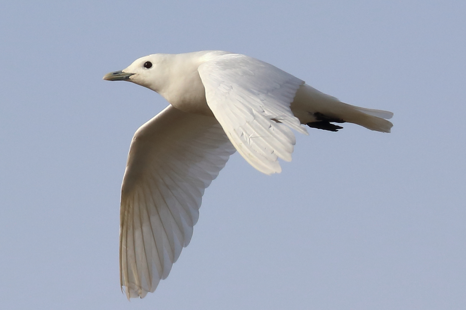 Details : Ivory Gull - BirdGuides