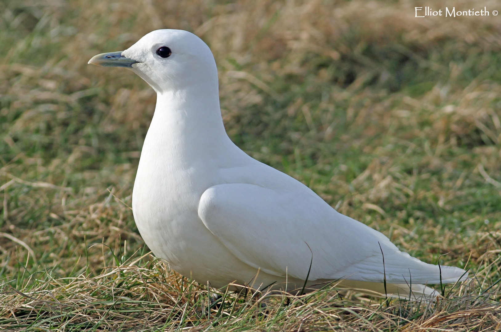 Ivory Gull by Elliot Montieth - BirdGuides