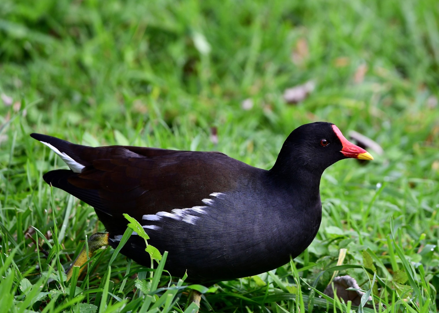 Common Moorhen by Jane Rowe - BirdGuides