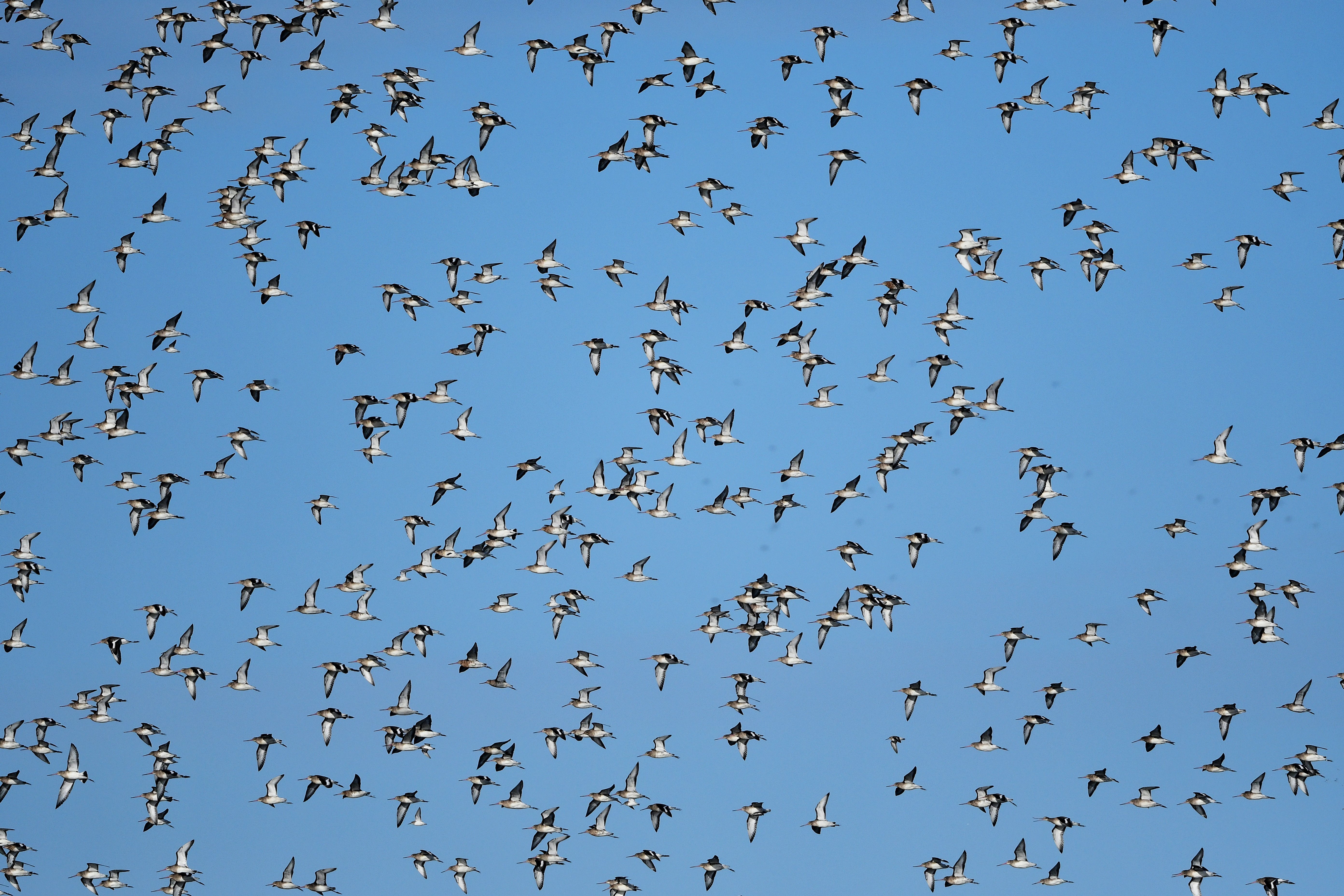 Essex reserve logs record waterbird numbers - BirdGuides
