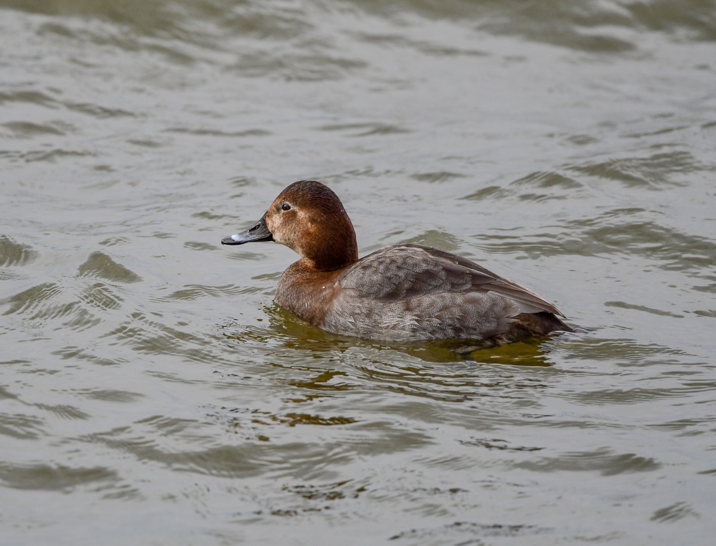 Common Pochard by Jane Rowe - BirdGuides