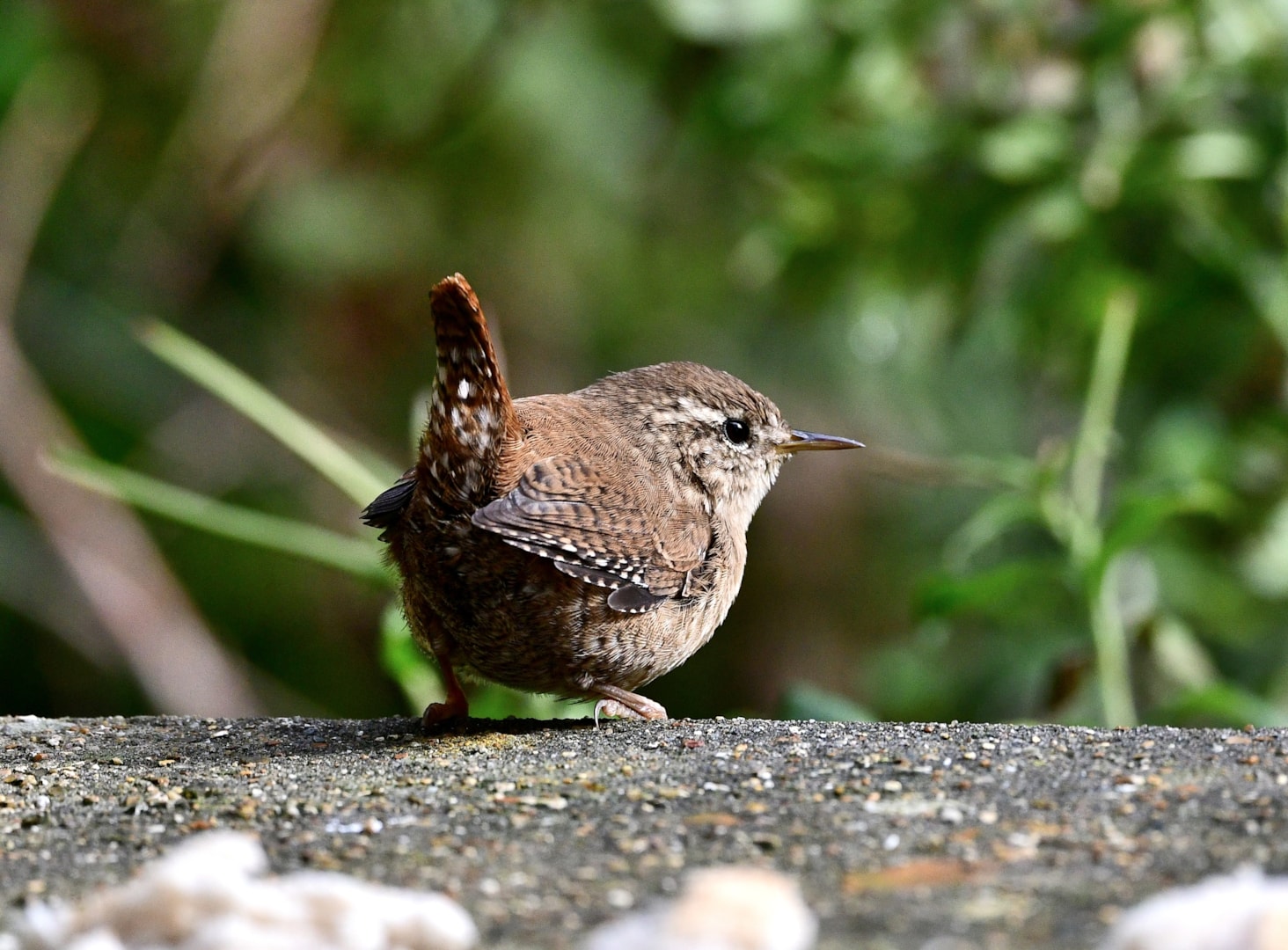 Eurasian Wren by Jane Rowe - BirdGuides