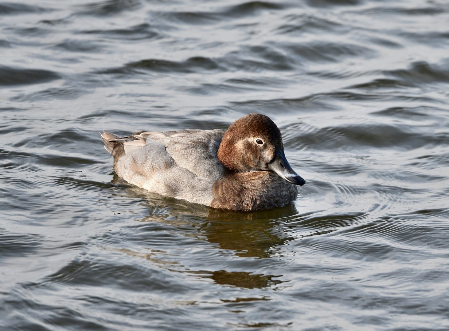 Common Pochard by Jane Rowe - BirdGuides
