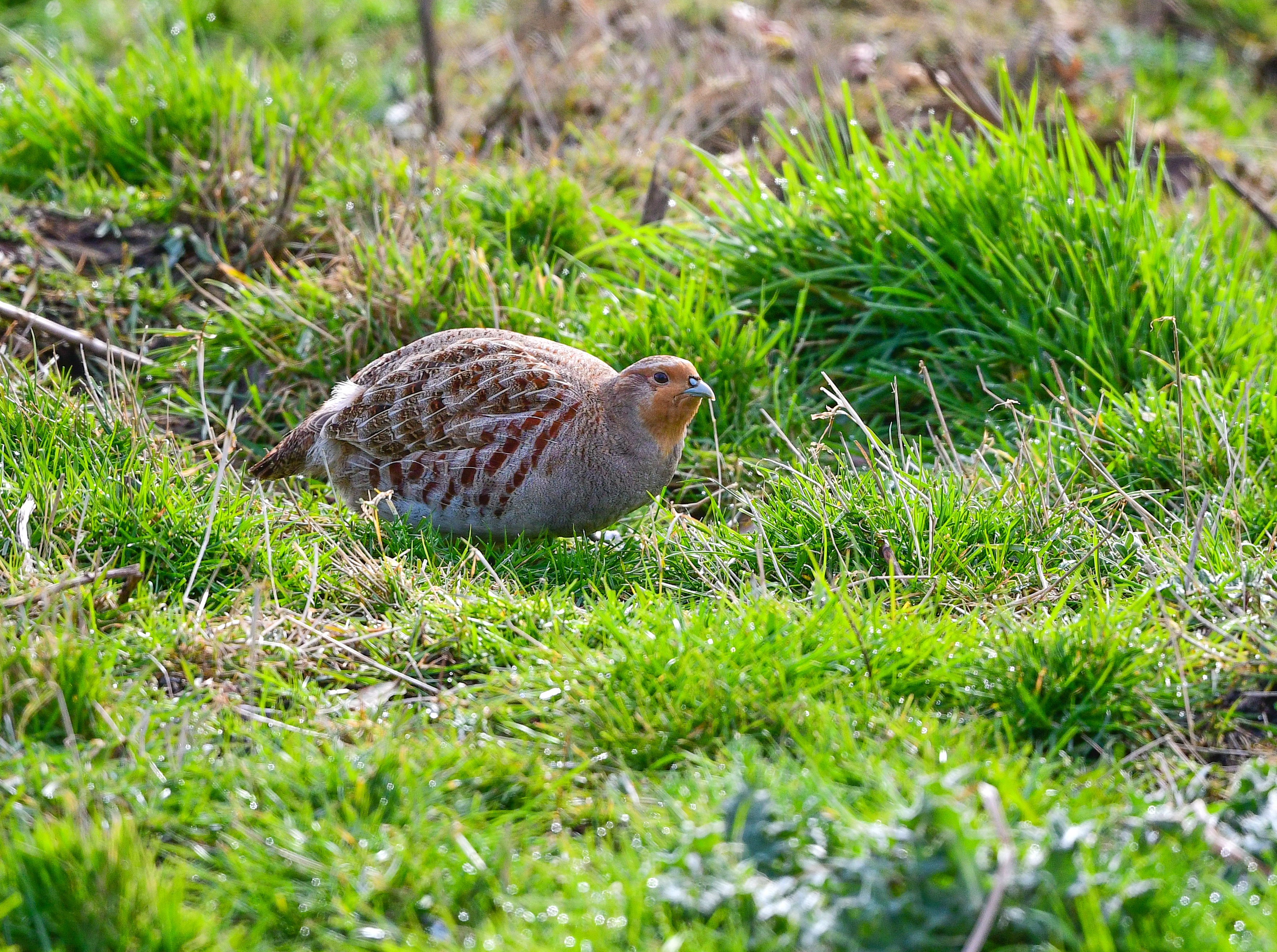 Grey Partridge by Jane Rowe - BirdGuides