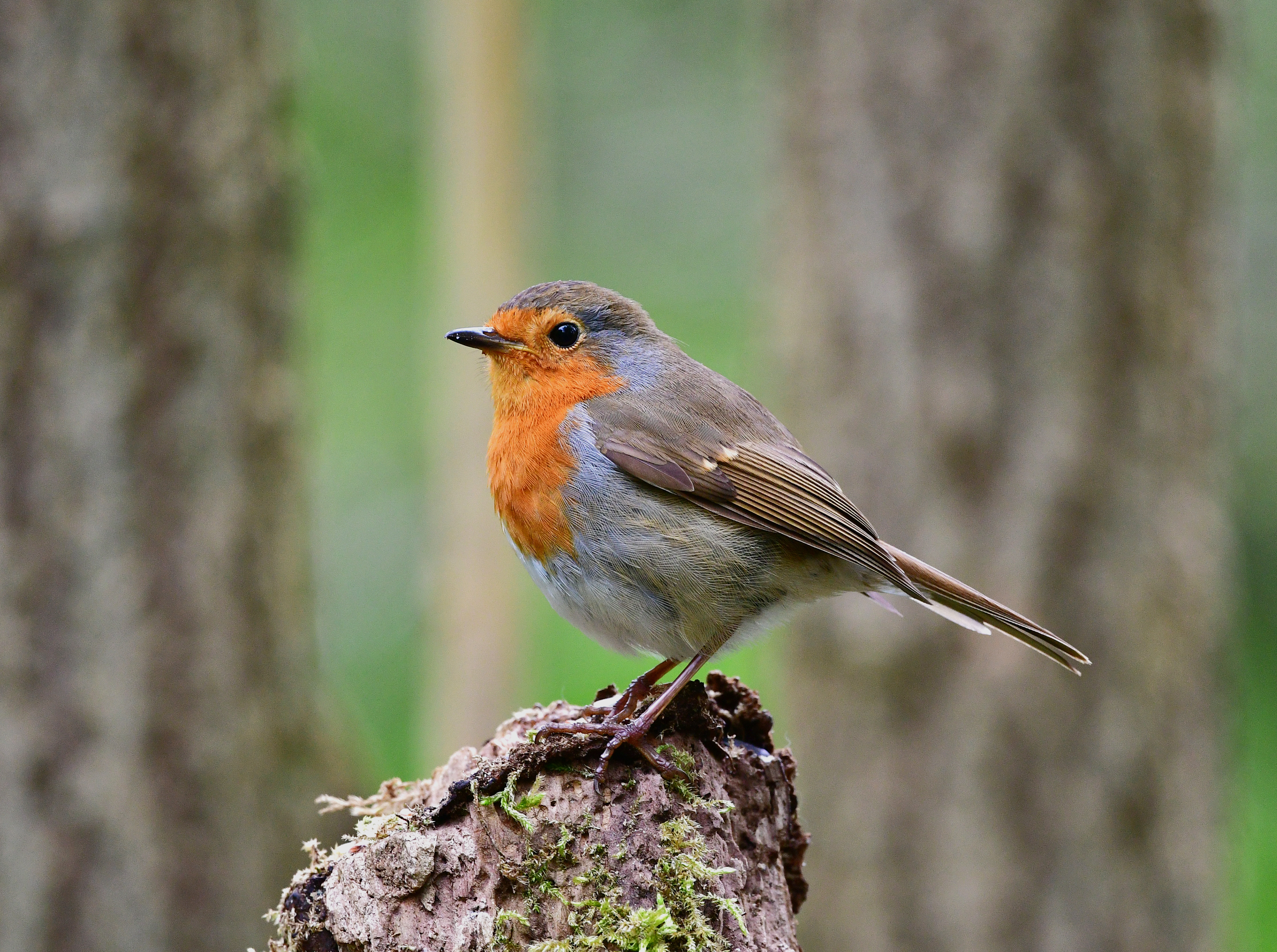 European Robin by Jane Rowe - BirdGuides