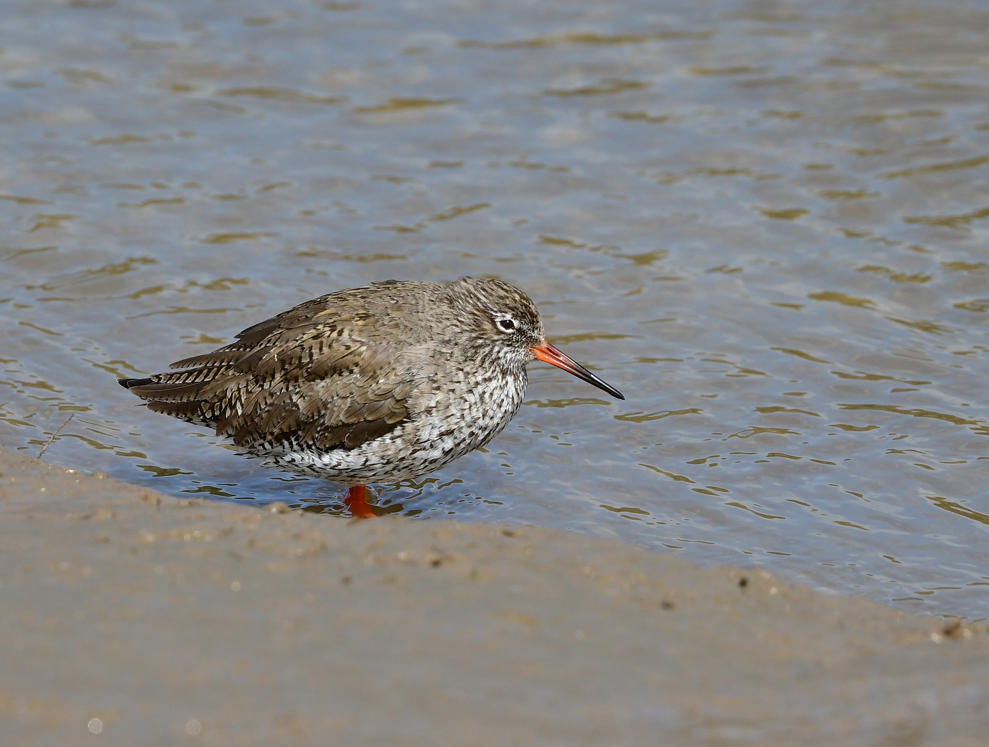 Details : Common Redshank - BirdGuides