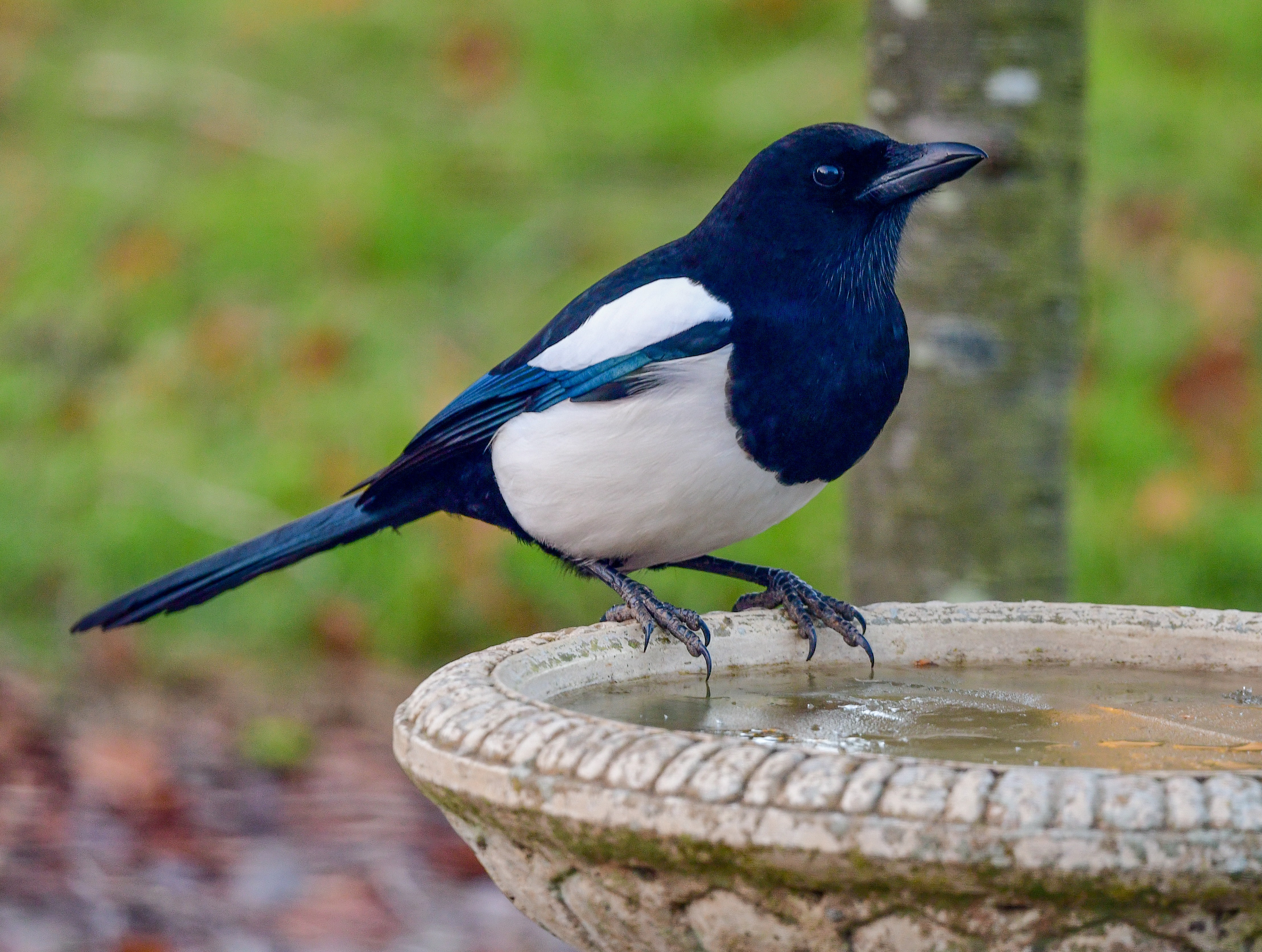 Magpie by Jane Rowe - BirdGuides