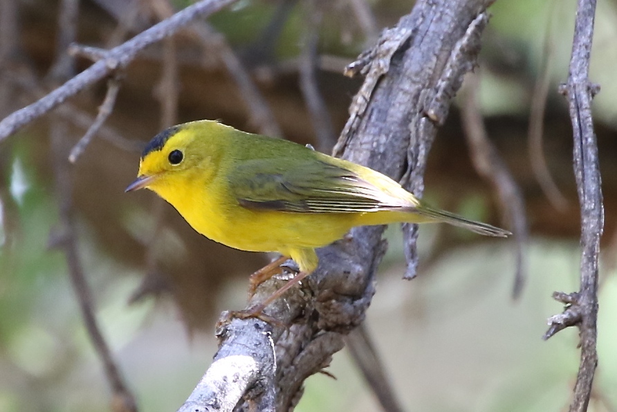 Details : Wilson's Warbler - BirdGuides