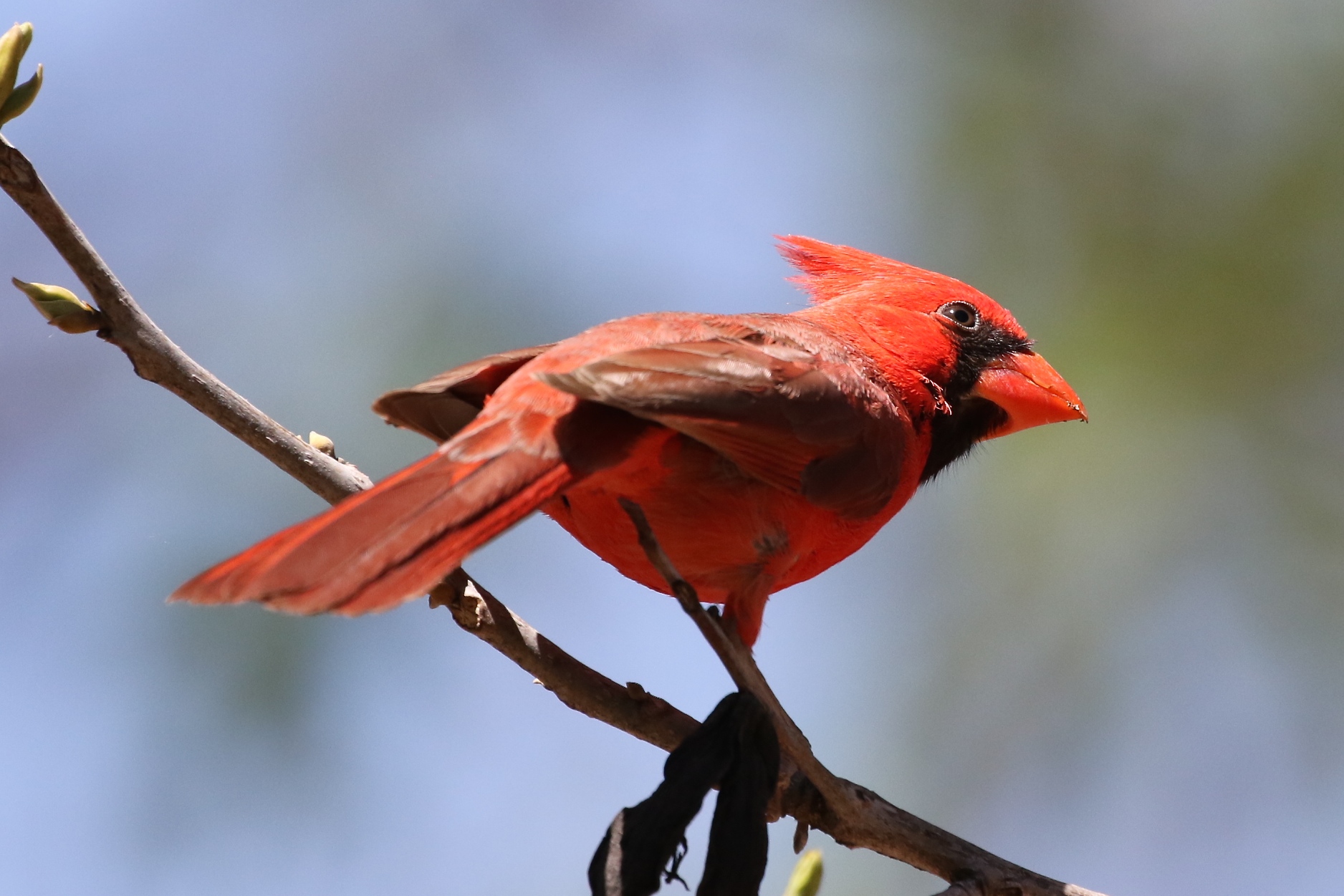 Details : Northern Cardinal - BirdGuides