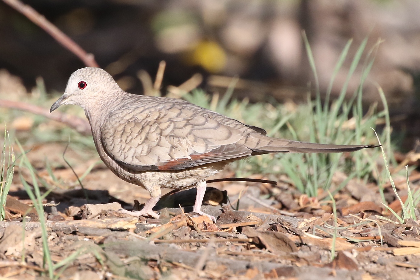 Details : Inca Dove - BirdGuides