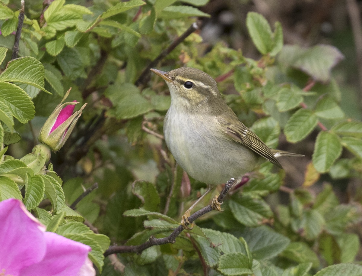 Arctic Warbler by Roger Riddington - BirdGuides