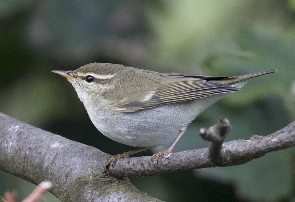 Arctic Warbler by Roger Riddington - BirdGuides