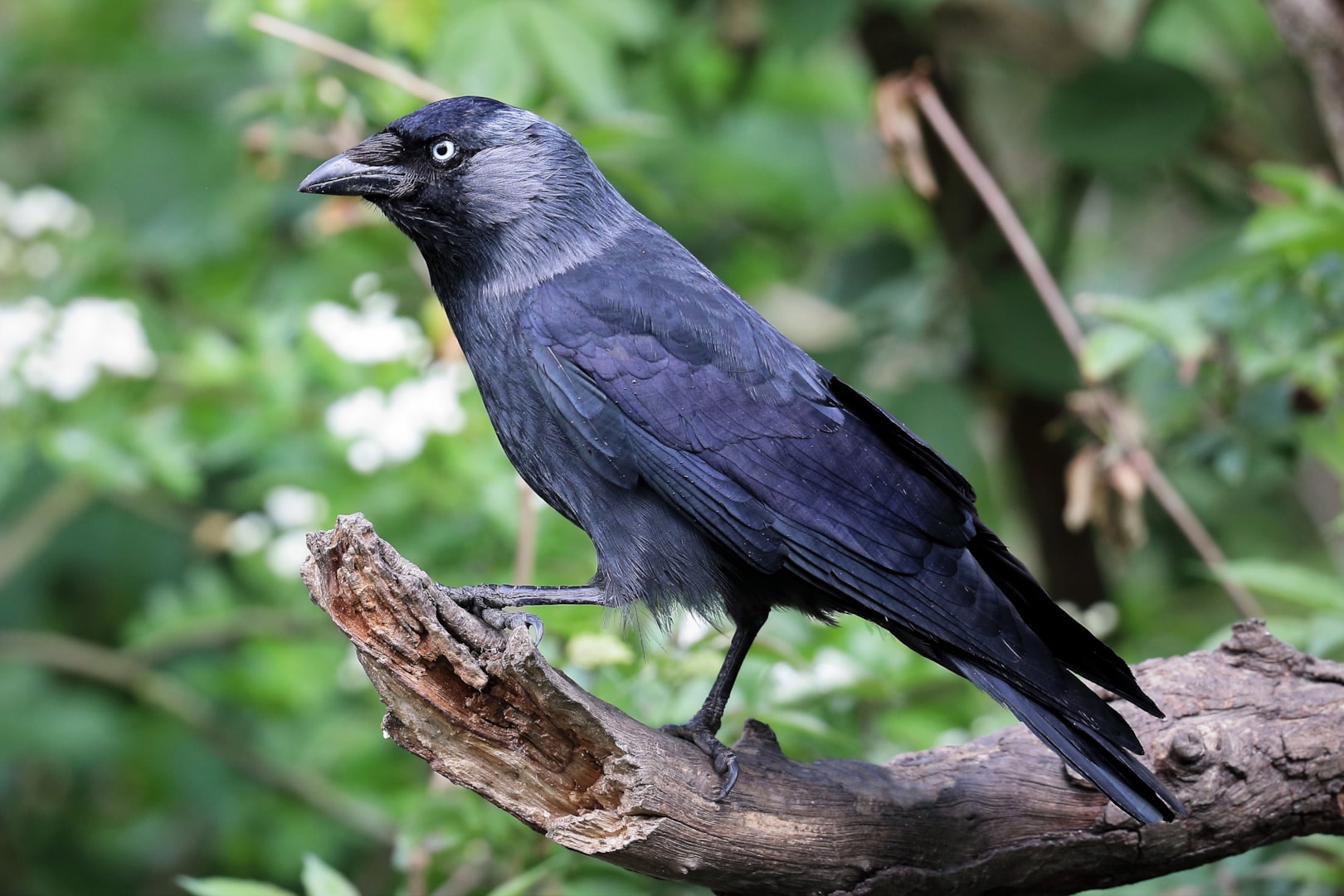Jackdaw by PETER MILES - BirdGuides