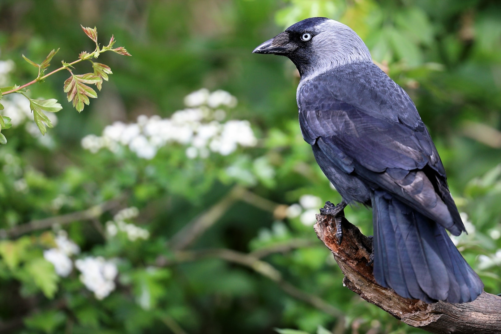 Jackdaw by PETER MILES - BirdGuides