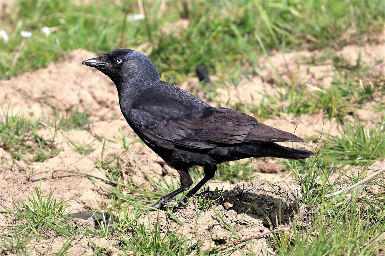 Jackdaw by PETER MILES - BirdGuides