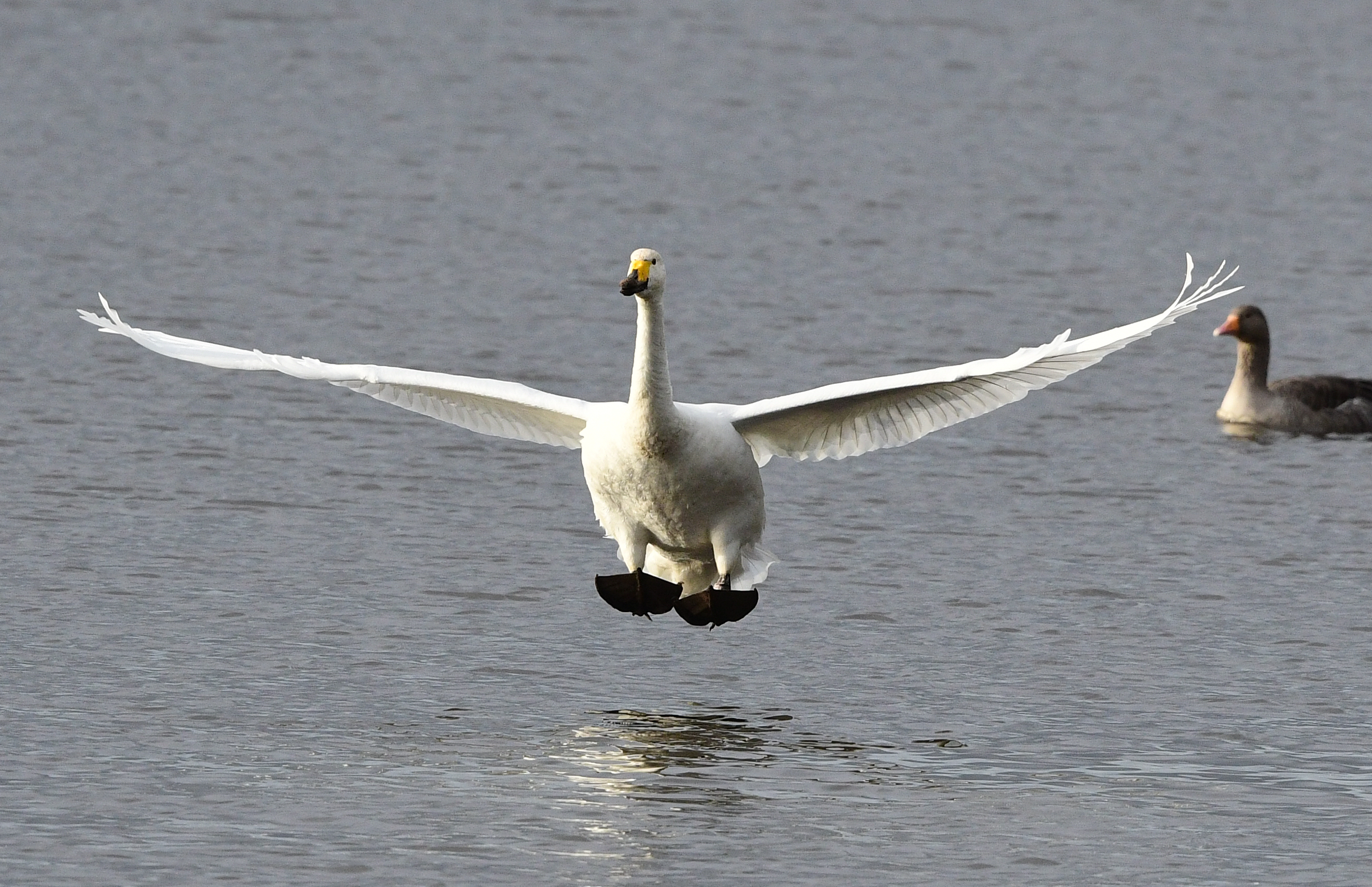 Whooper Swan by Jane Rowe - BirdGuides