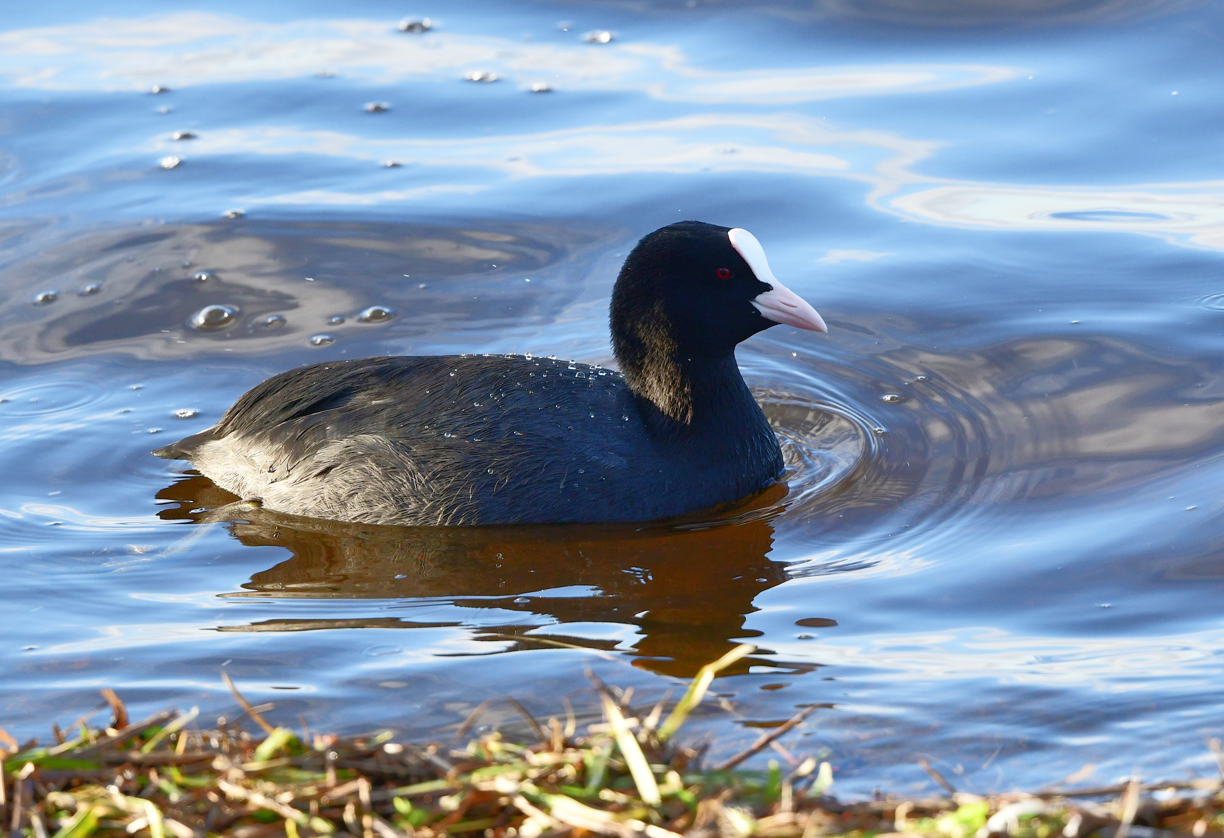 Eurasian Coot by Jane Rowe - BirdGuides