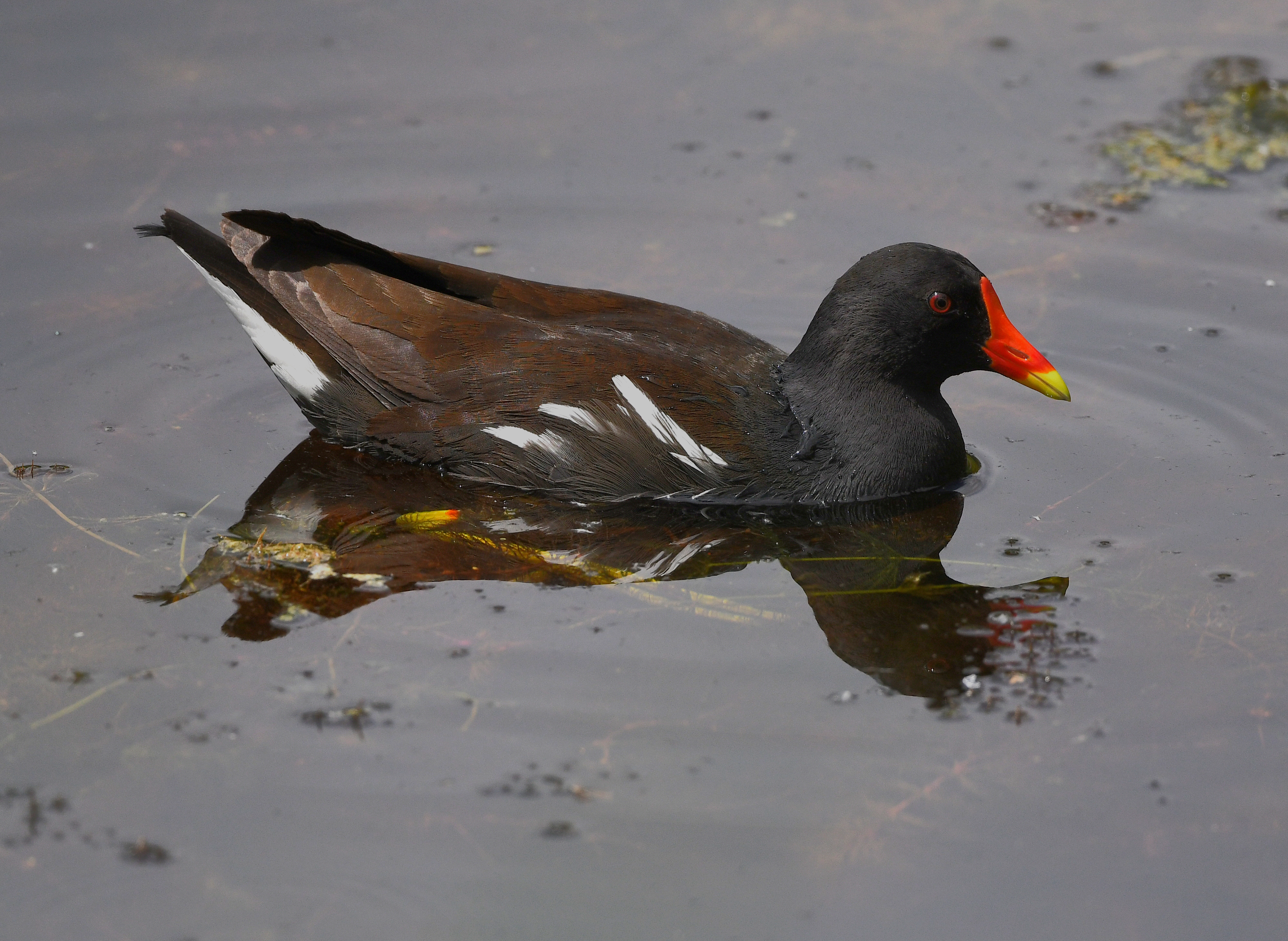Common Moorhen by Jane Rowe - BirdGuides