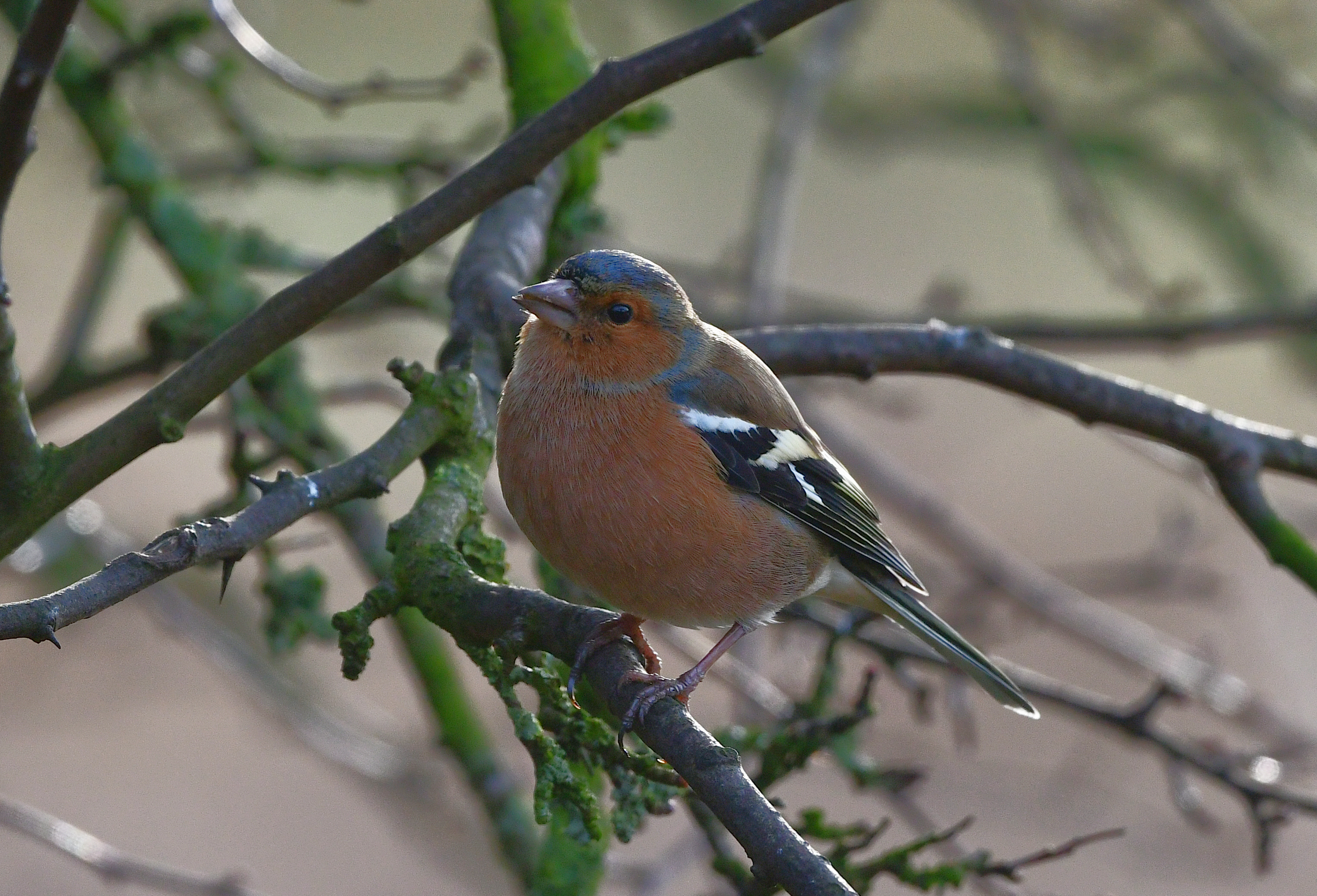 Chaffinch by Jane Rowe - BirdGuides