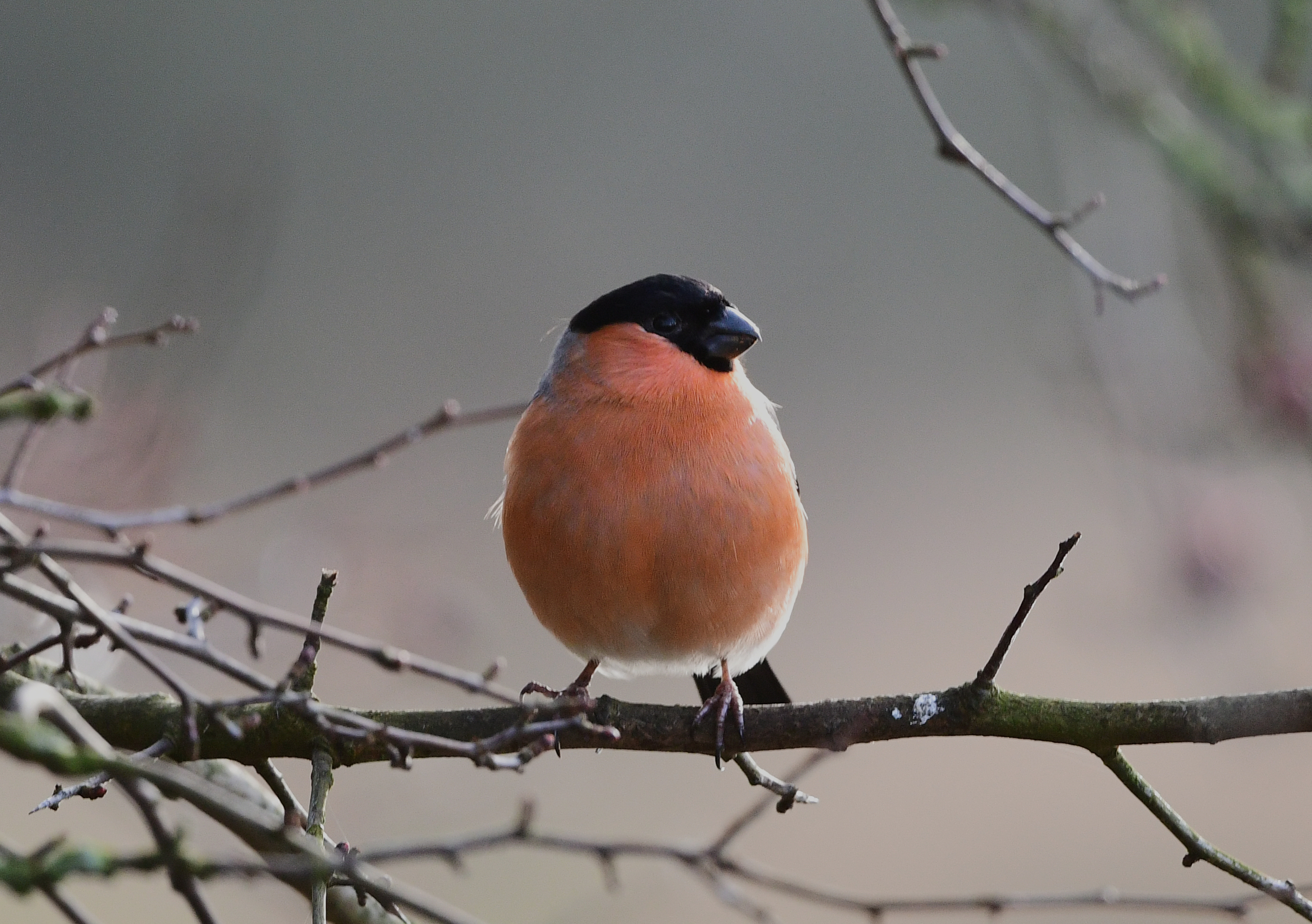 Eurasian Bullfinch by Jane Rowe - BirdGuides