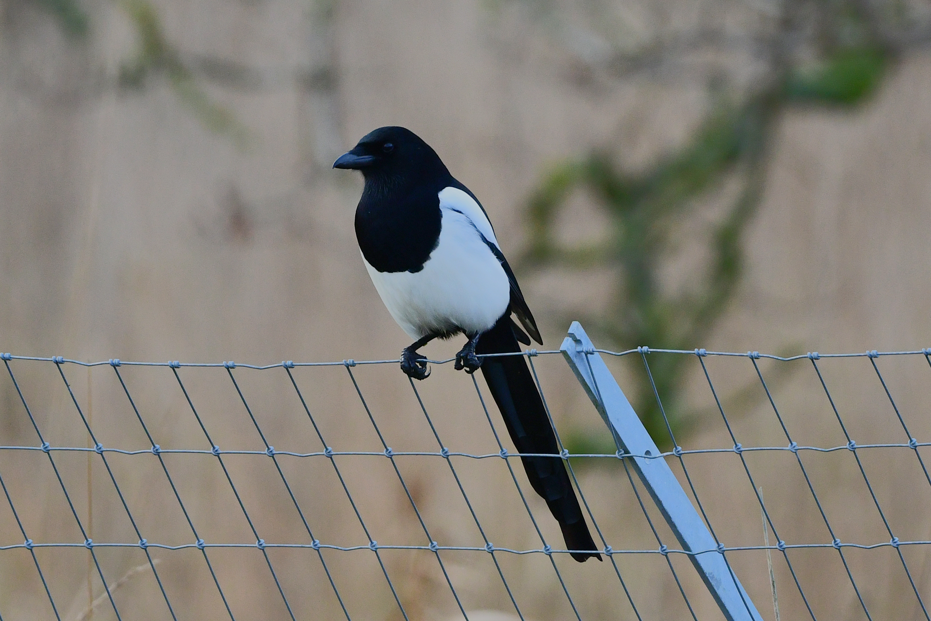 Magpie by Jane Rowe - BirdGuides