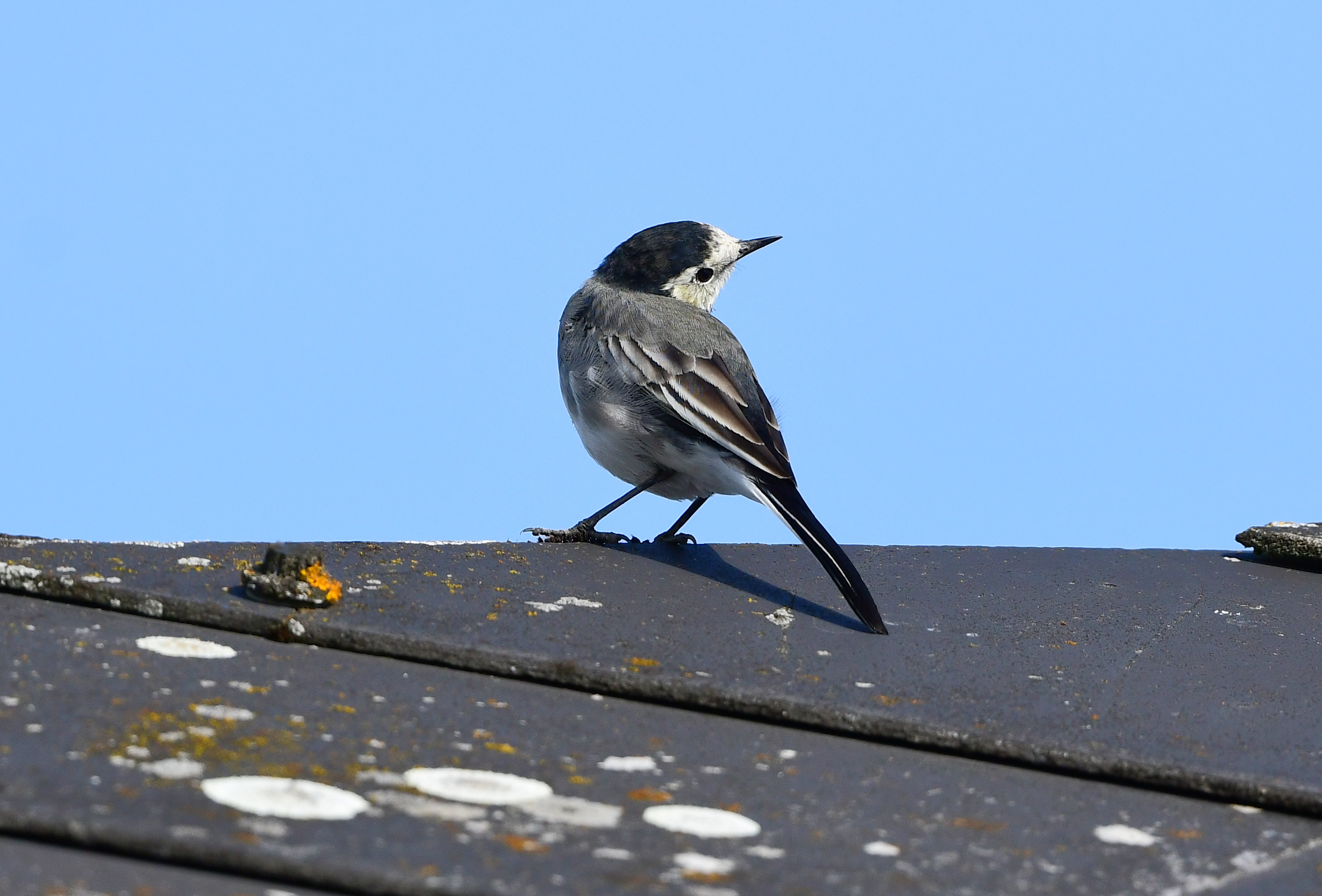 Pied Wagtail by Jane Rowe - BirdGuides