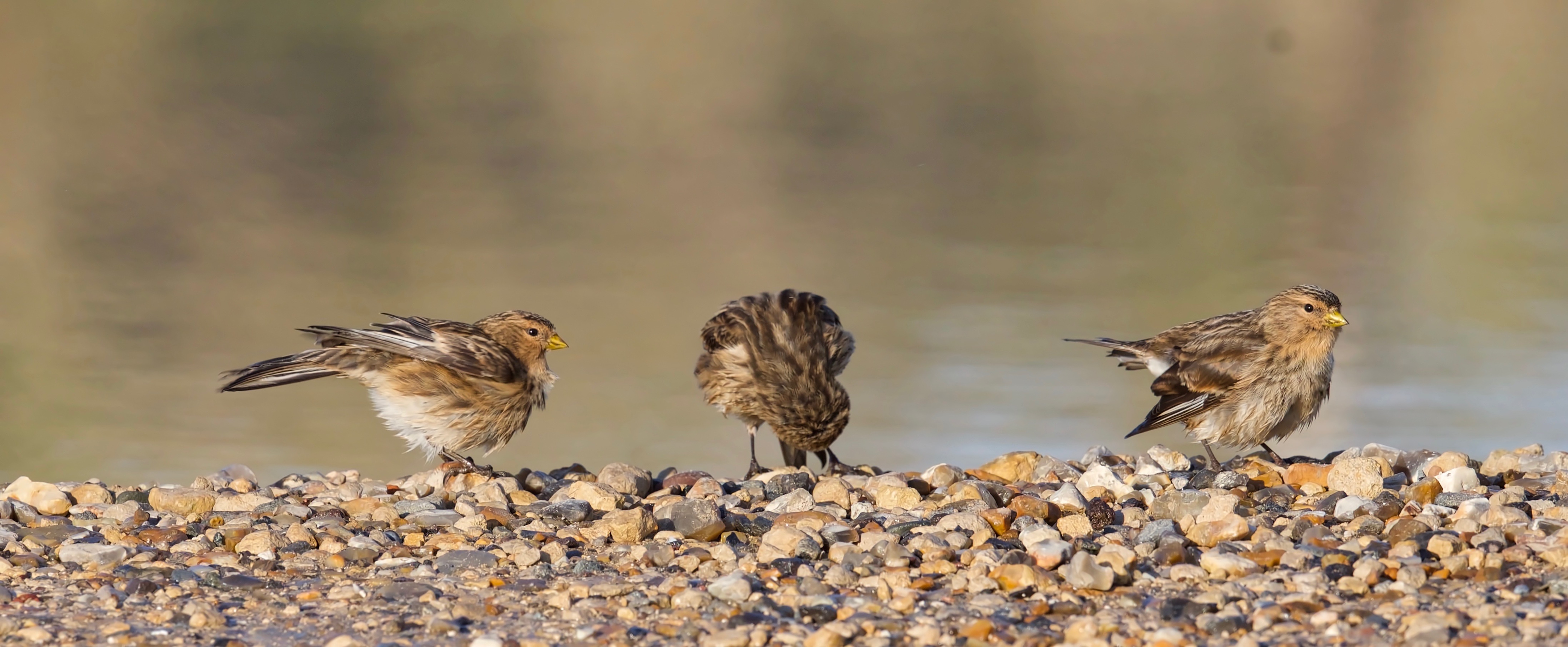 Twite by John Assheton - BirdGuides