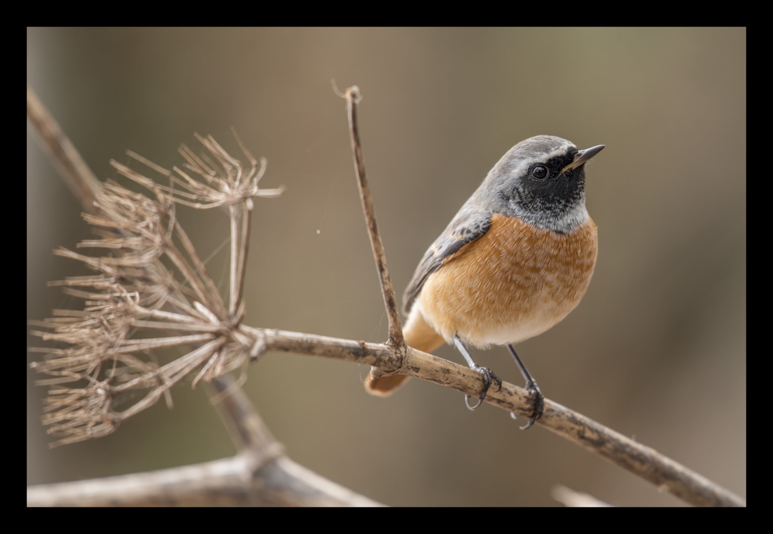Common Redstart by Jonathan Perera - BirdGuides