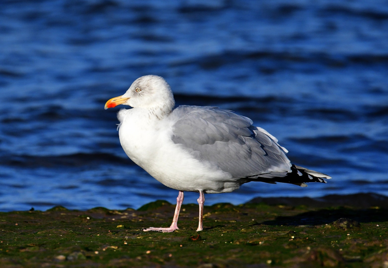 European Herring Gull by Jane Rowe - BirdGuides