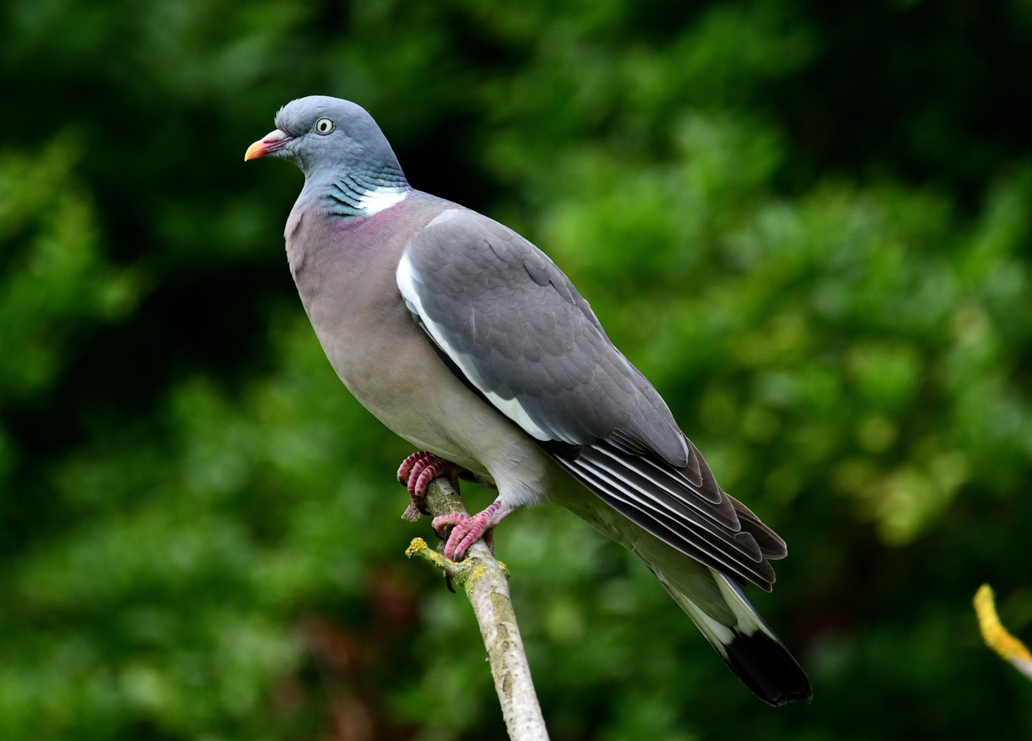 Woodpigeon by Jane Rowe - BirdGuides