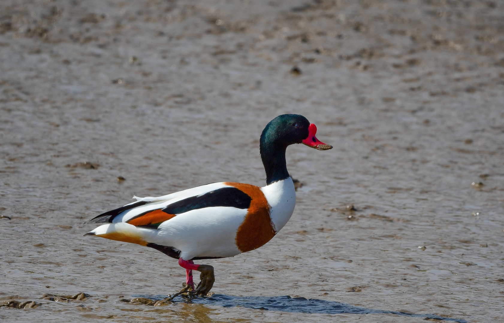 Common Shelduck by Jane Rowe - BirdGuides