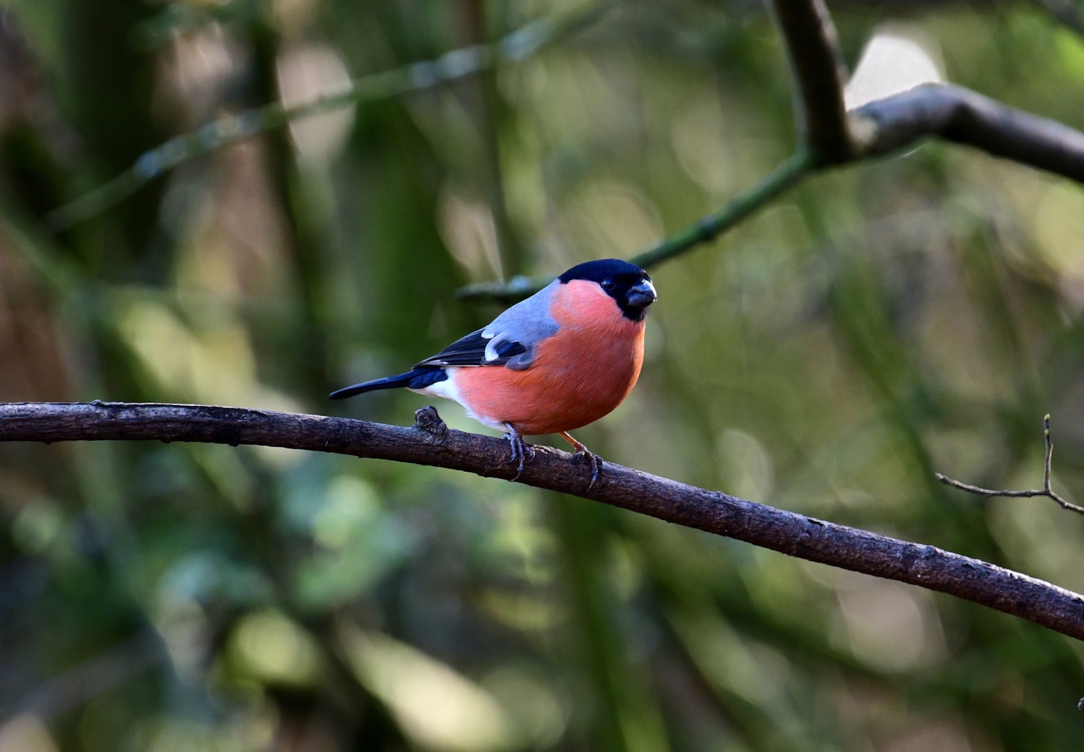 Eurasian Bullfinch by Jane Rowe - BirdGuides