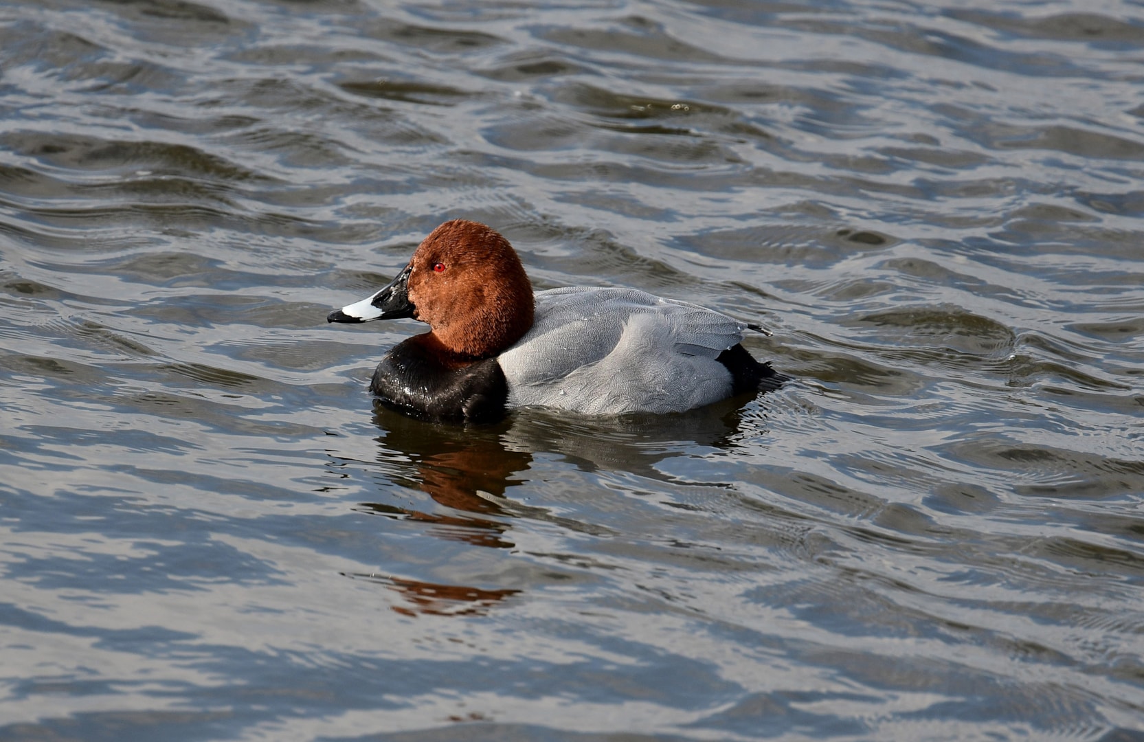 Common Pochard by Jane Rowe - BirdGuides