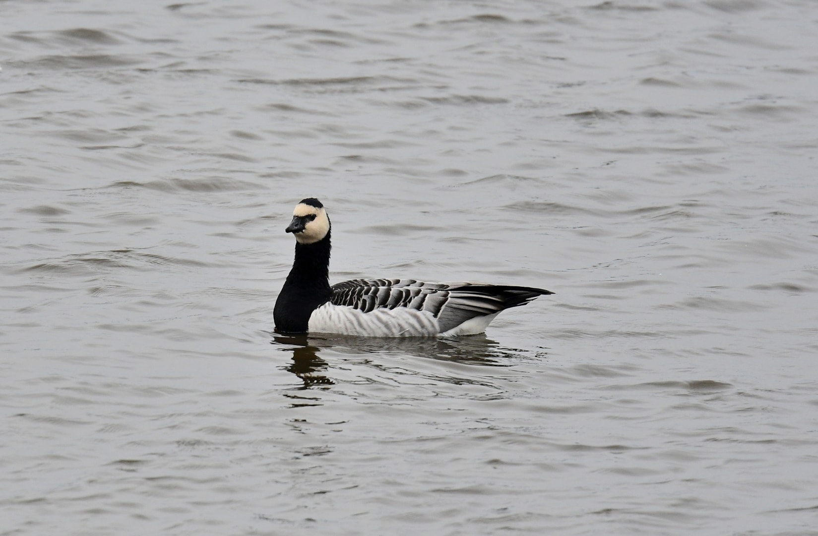 Barnacle Goose by Jane Rowe - BirdGuides
