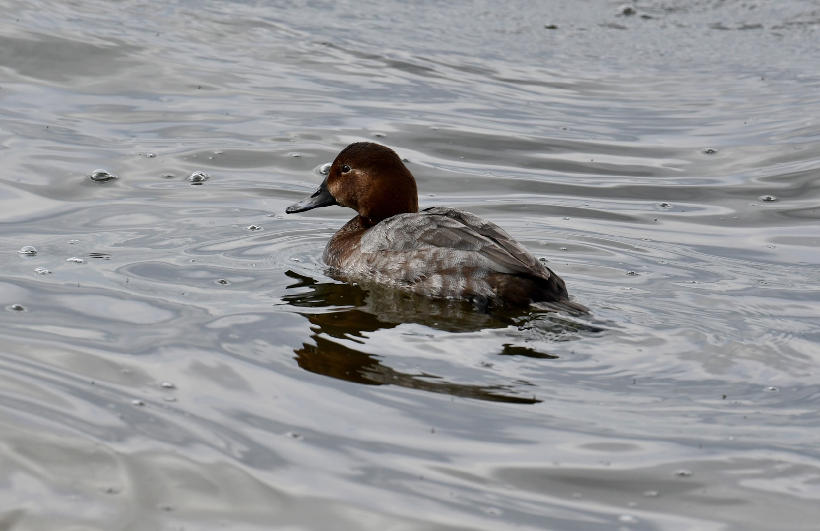 Common Pochard by Jane Rowe - BirdGuides