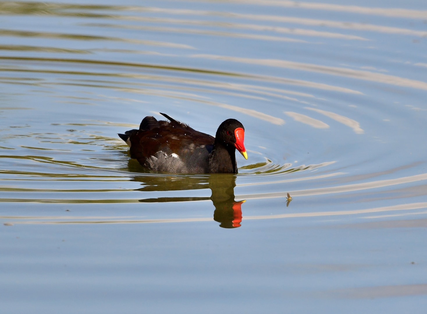 Common Moorhen by Jane Rowe - BirdGuides
