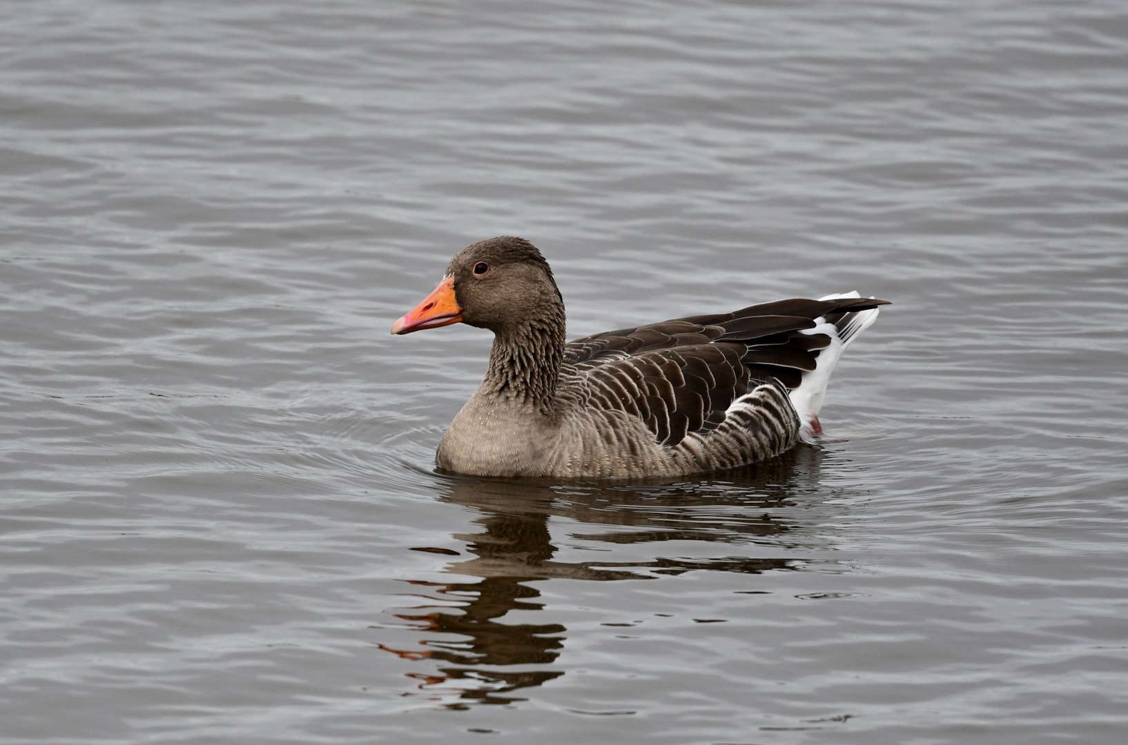 Greylag Goose by Jane Rowe - BirdGuides