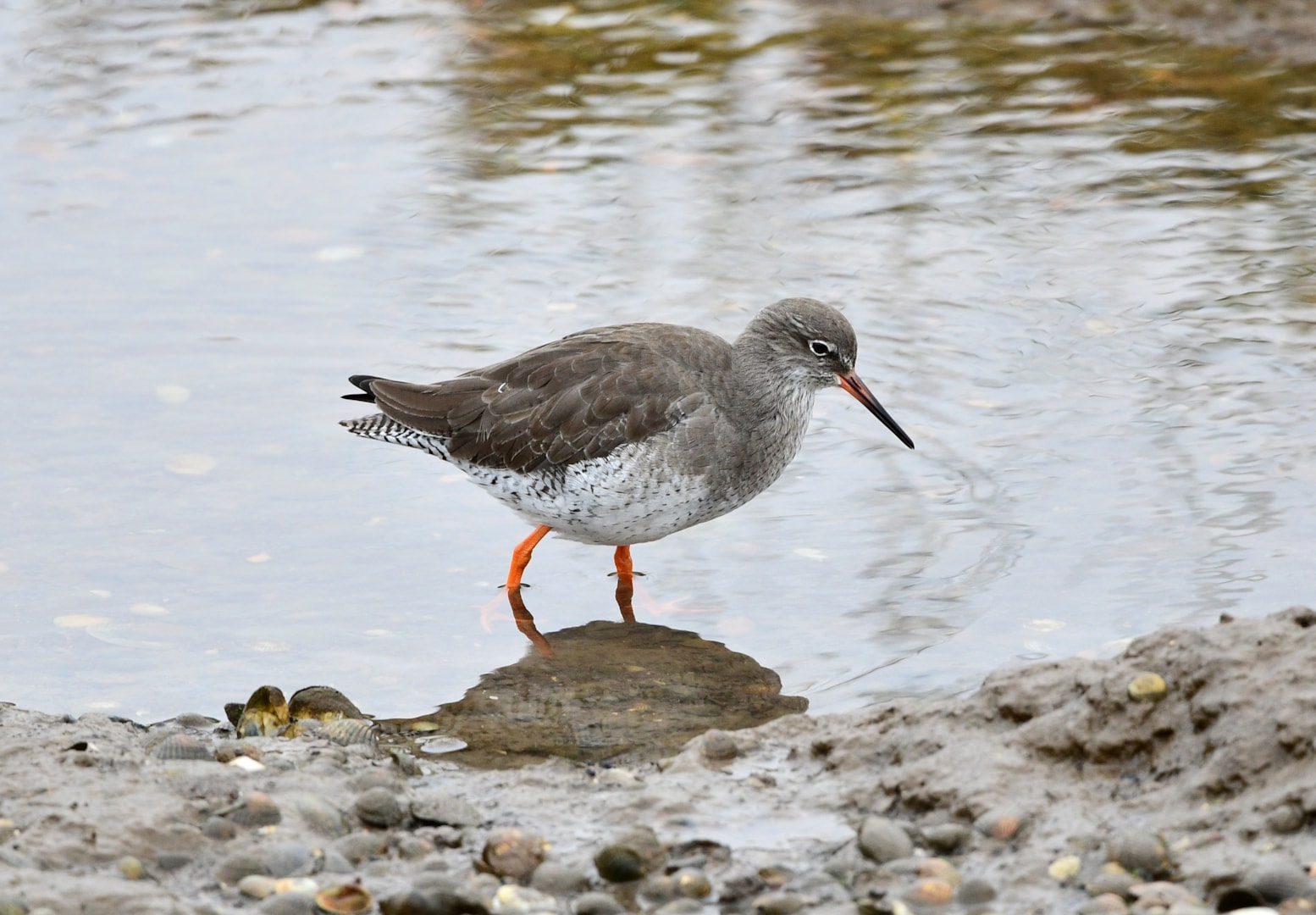 Common Redshank by Jane Rowe - BirdGuides