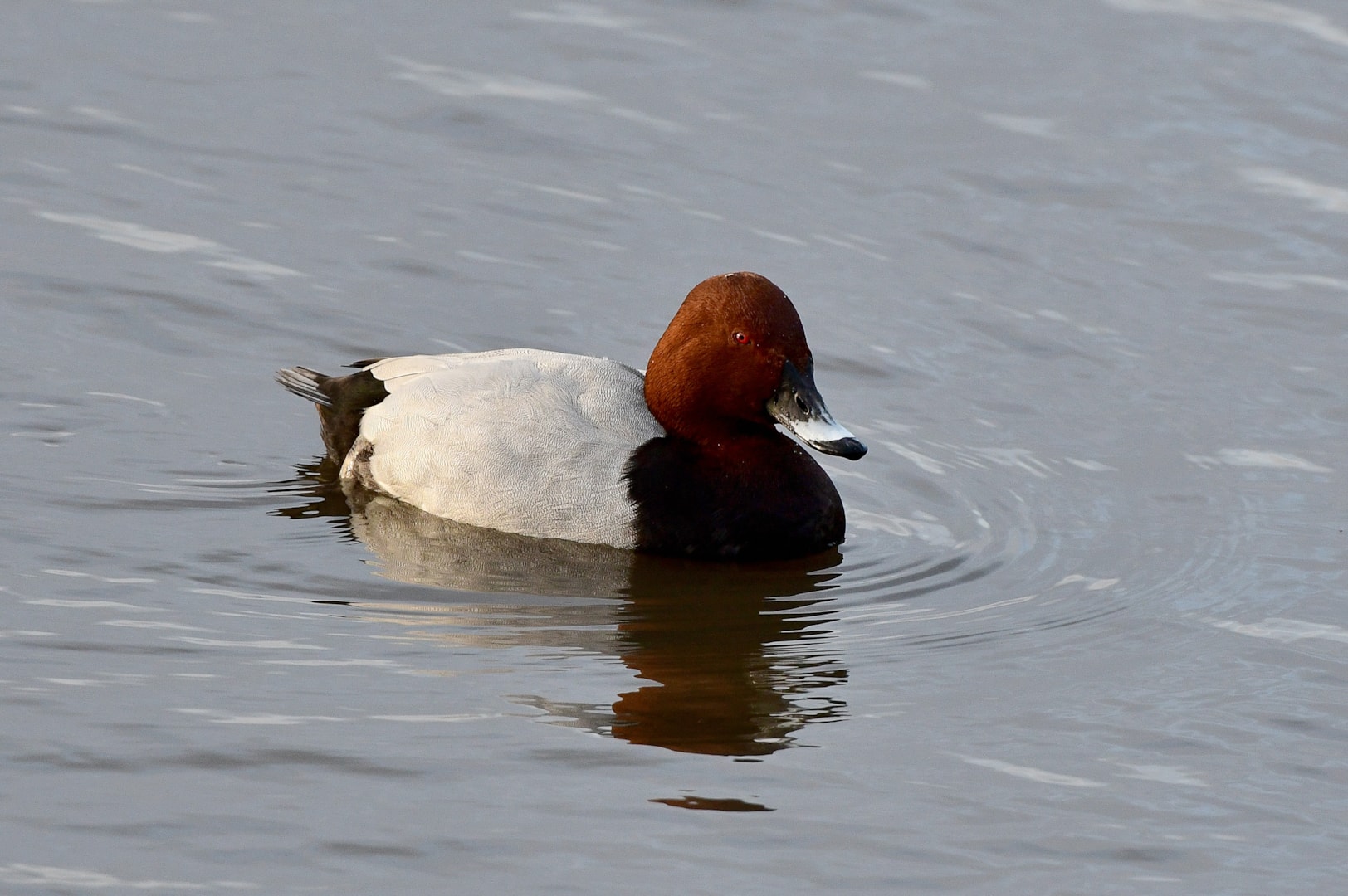 Common Pochard by Jane Rowe - BirdGuides