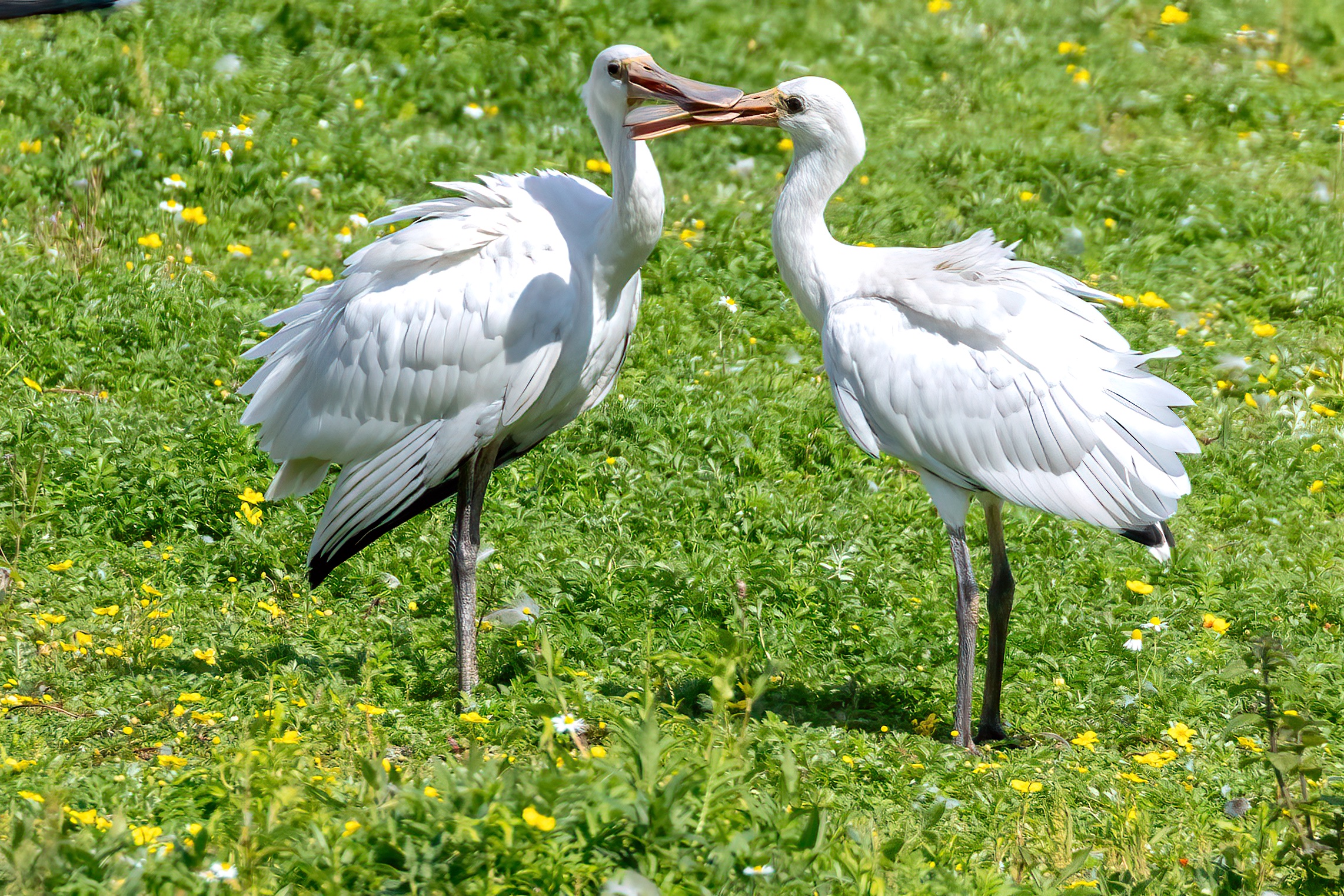Eurasian Spoonbill by Peter Miles - BirdGuides
