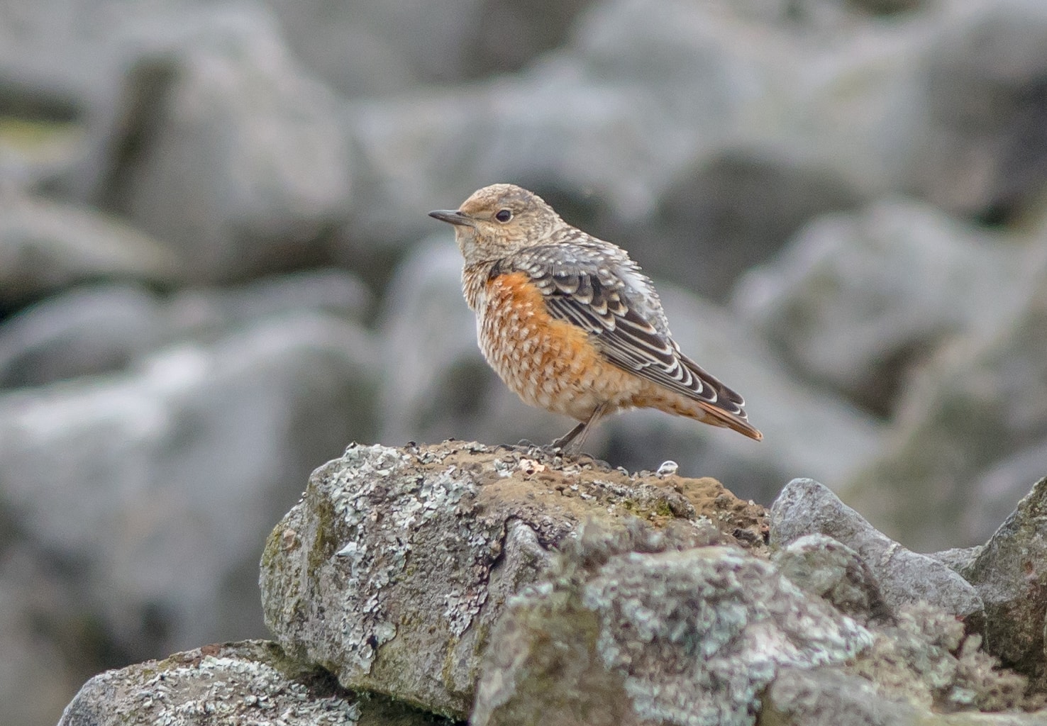 Common Rock Thrush by Jeff Lack - BirdGuides