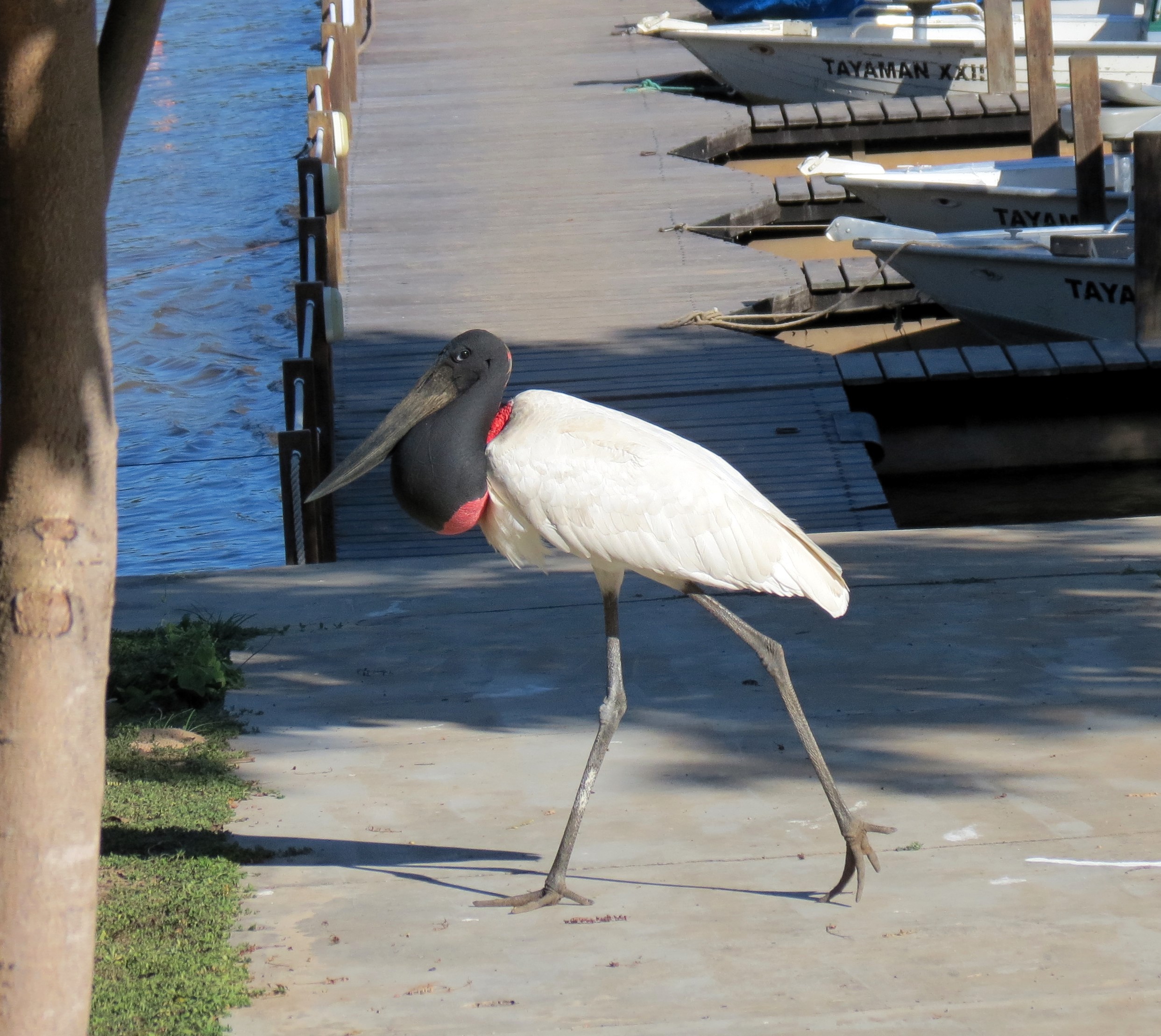 Jabiru by Phil Ellis - BirdGuides