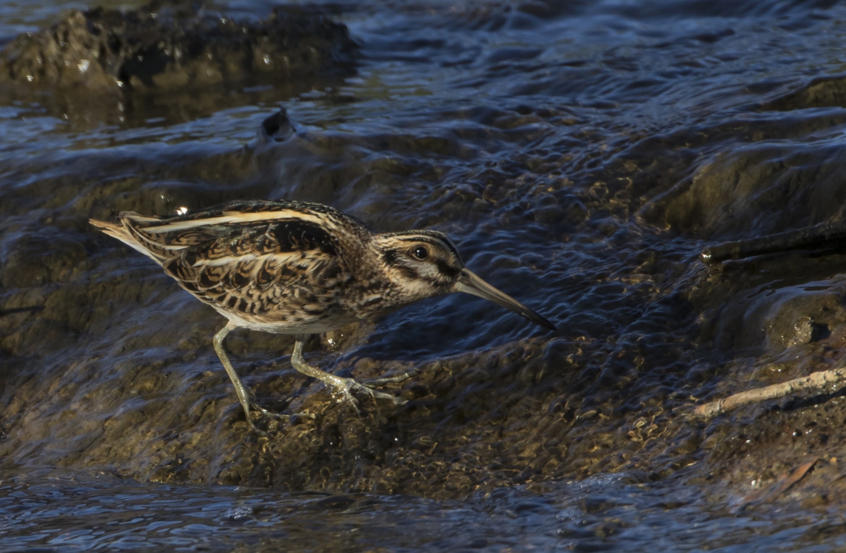 Jack Snipe by Christopher Brinklow - BirdGuides