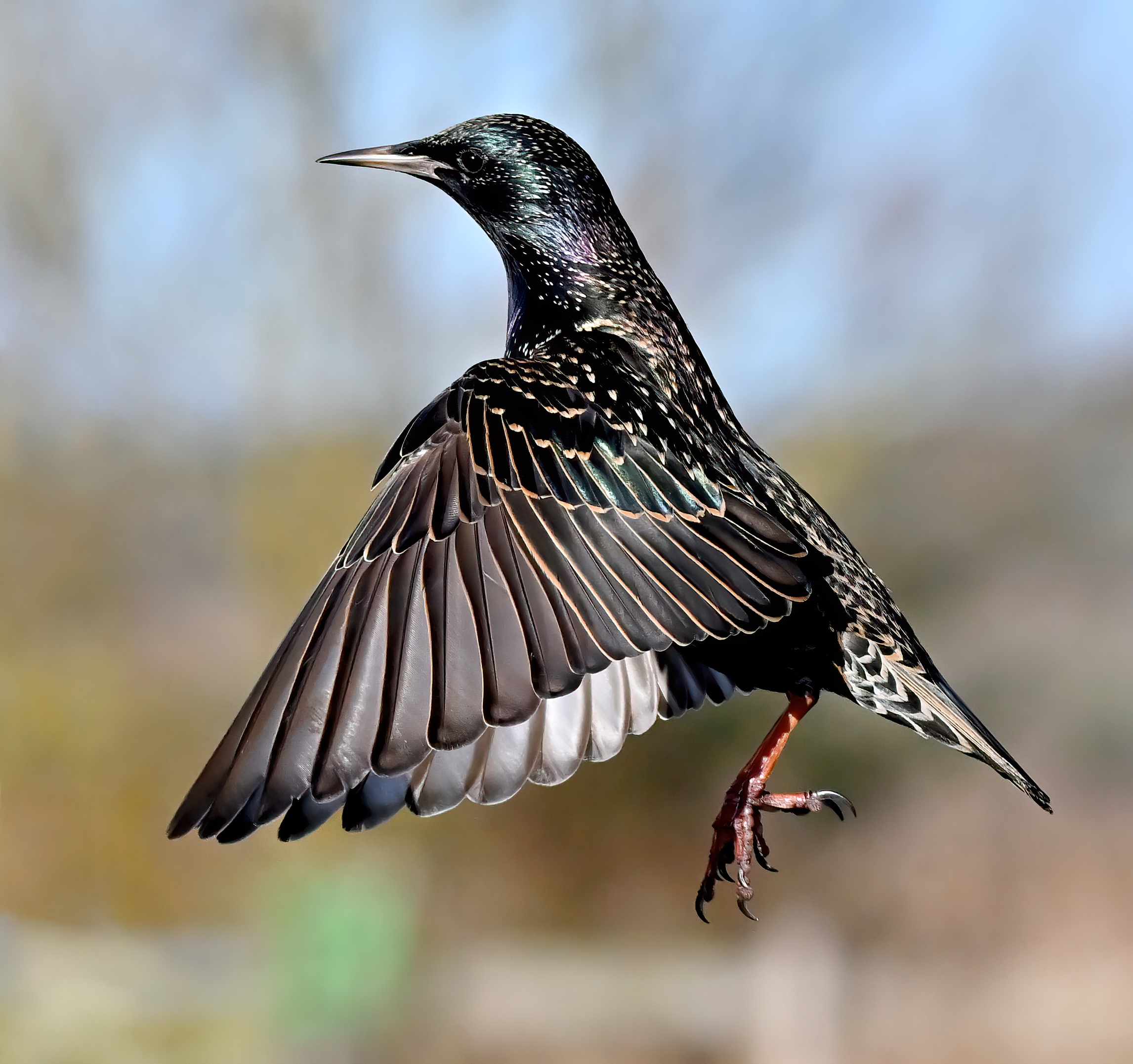 Common Starling by Carl Bovis - BirdGuides