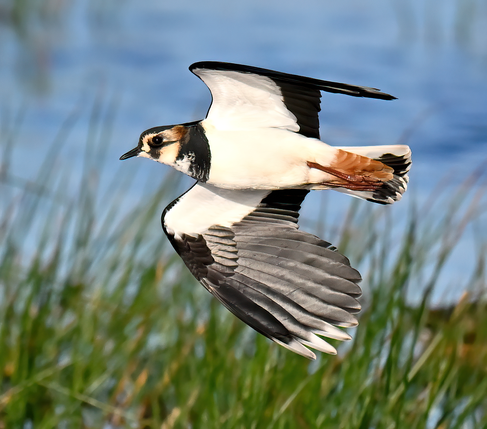 Northern Lapwing by Carl Bovis - BirdGuides