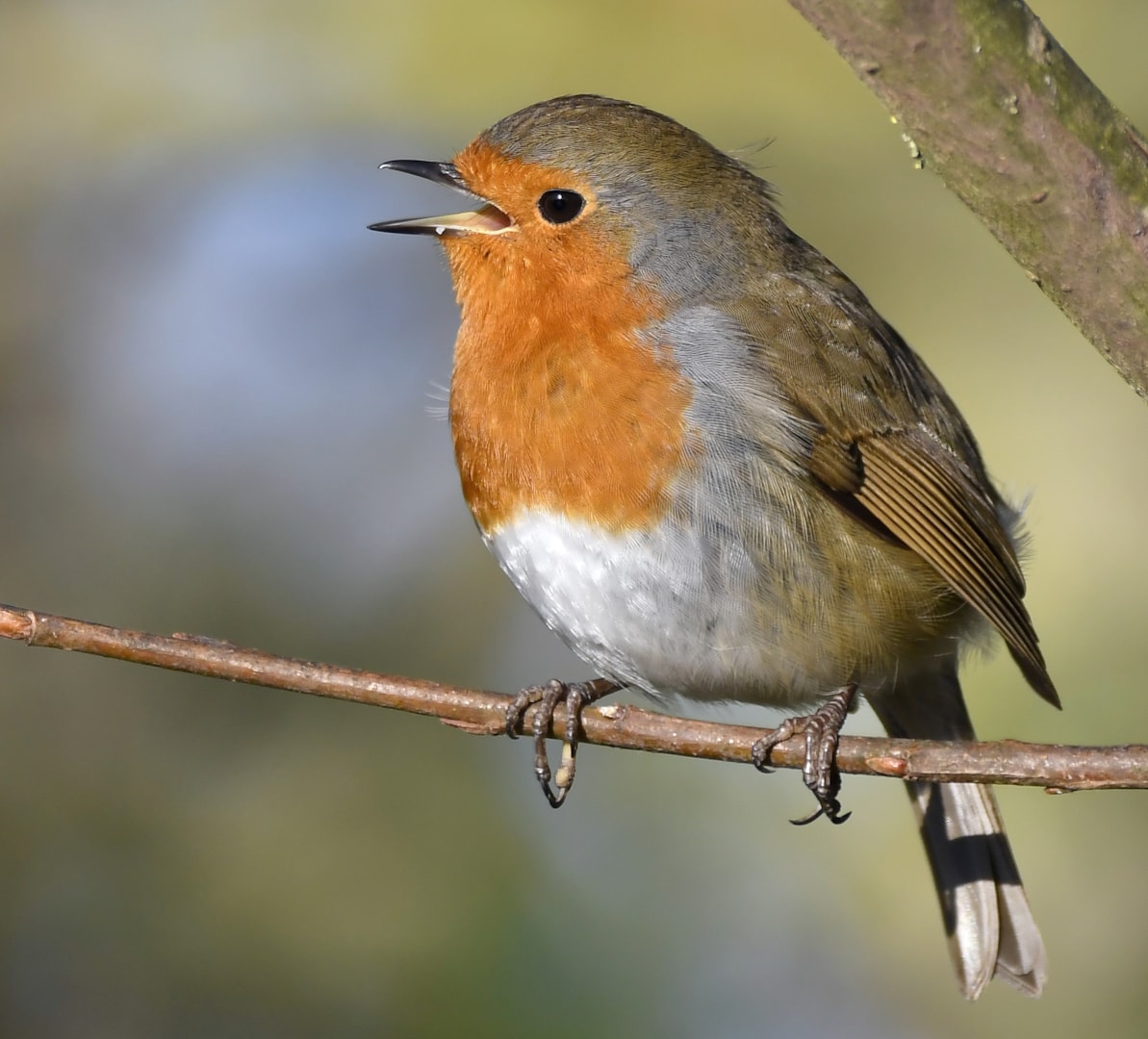European Robin by Carl Bovis - BirdGuides